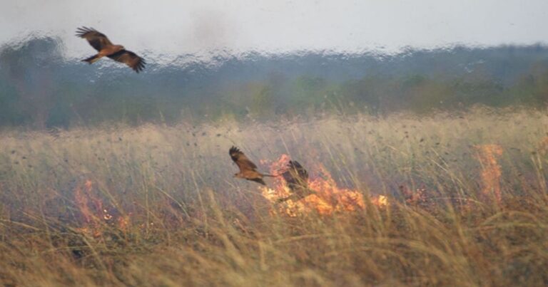Fire with Wings: How “Fire Hawks” in Australia Use Fire to Hunt - Your ...