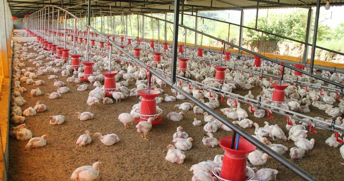 From Poop to Power: How Poultry Waste Is Turned into Energy - Your ...