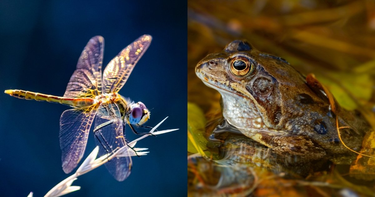 The Curious Case of “Immortal” Animals That Can Live Forever - Your ...