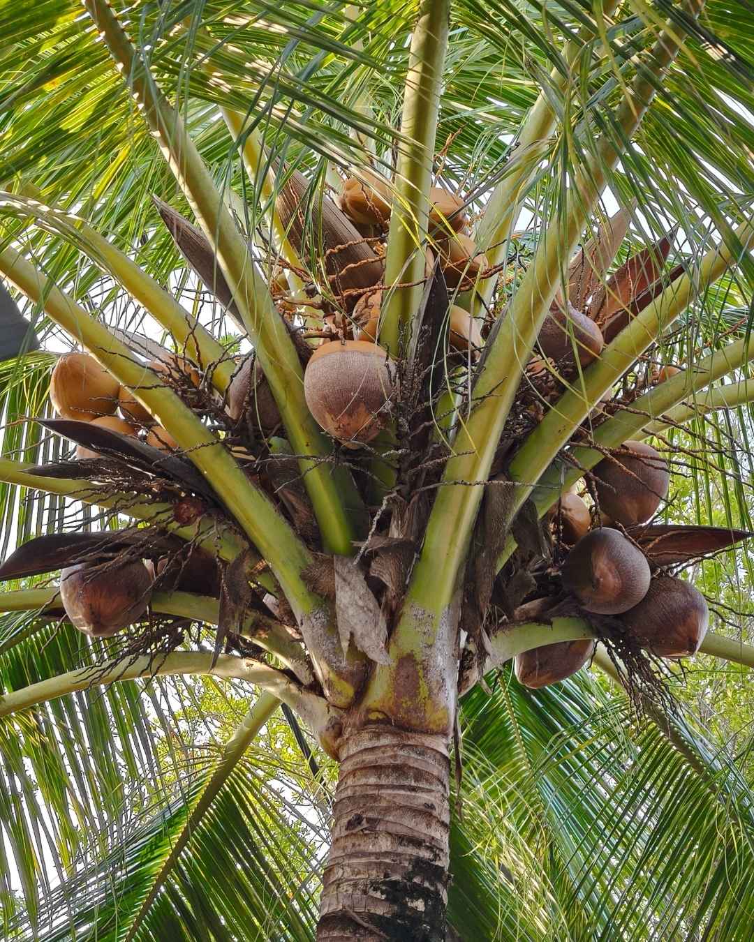 The Wandering Palm: How Coconuts Traveled the World - Your Curious Mind