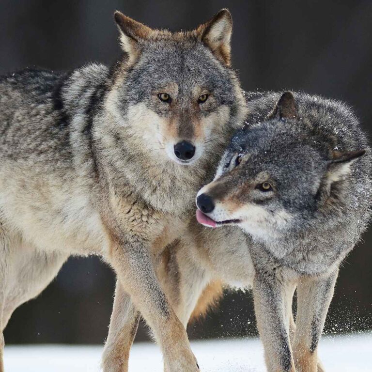 How Reintroducing Wolves Can Help Restore Nature - Your Curious Mind