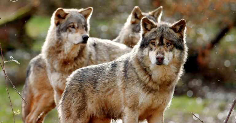 How Reintroducing Wolves Can Help Restore Nature - Your Curious Mind